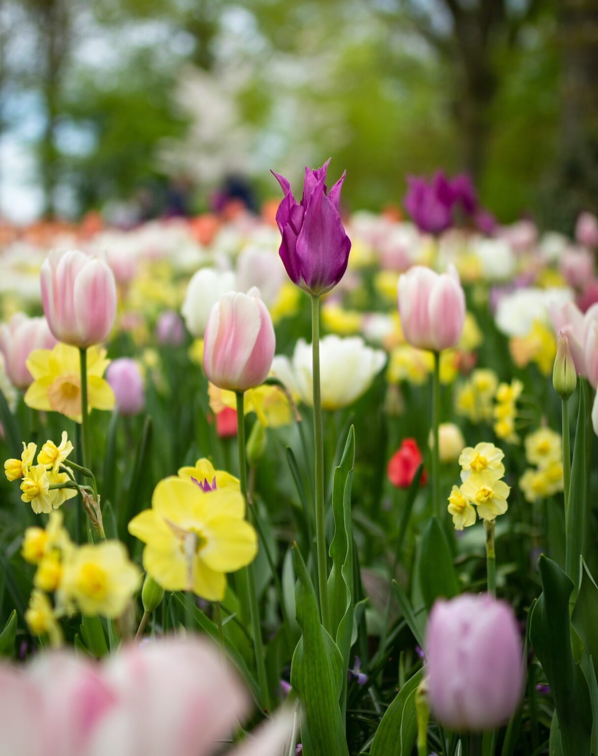 Memberships - Powell Gardens