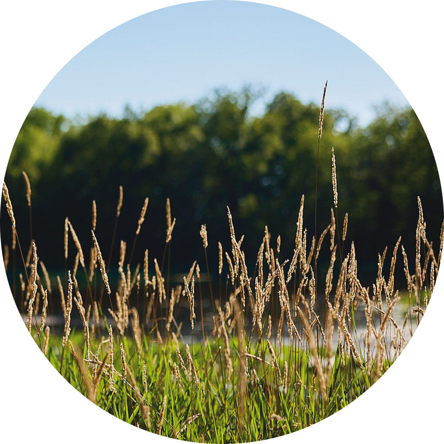 Dark Forest - Powell Gardens