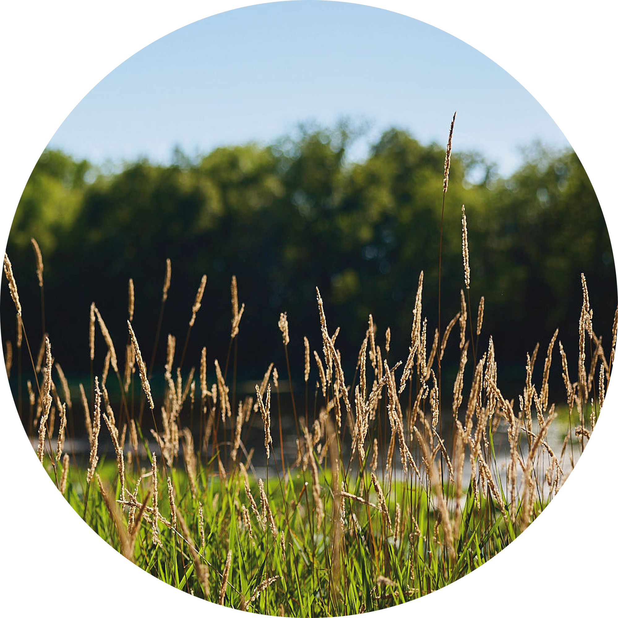 Dark Forest - Powell Gardens