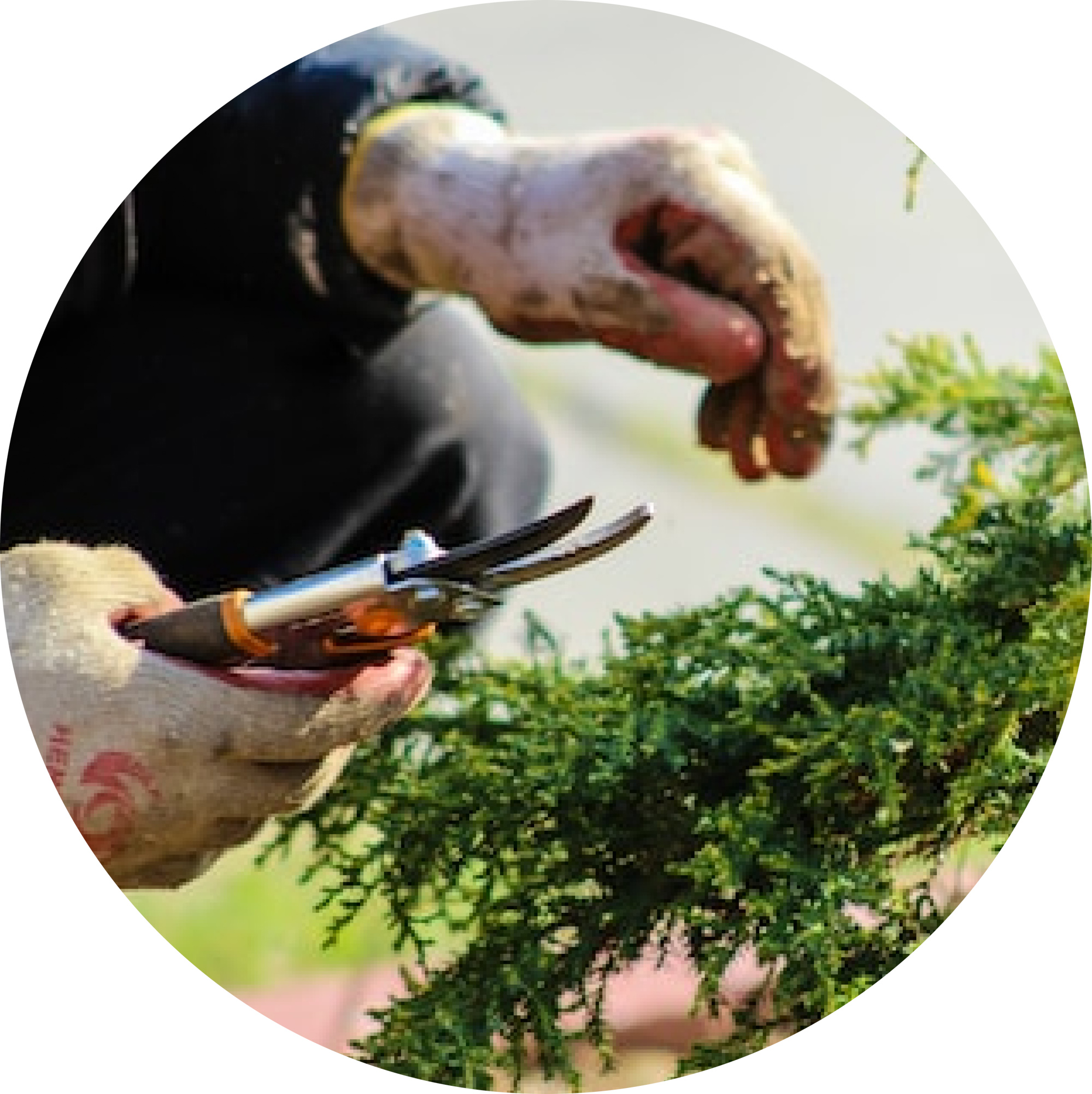 Daffodils Demystified: A Guide to Daffodil Divisions - Powell Gardens