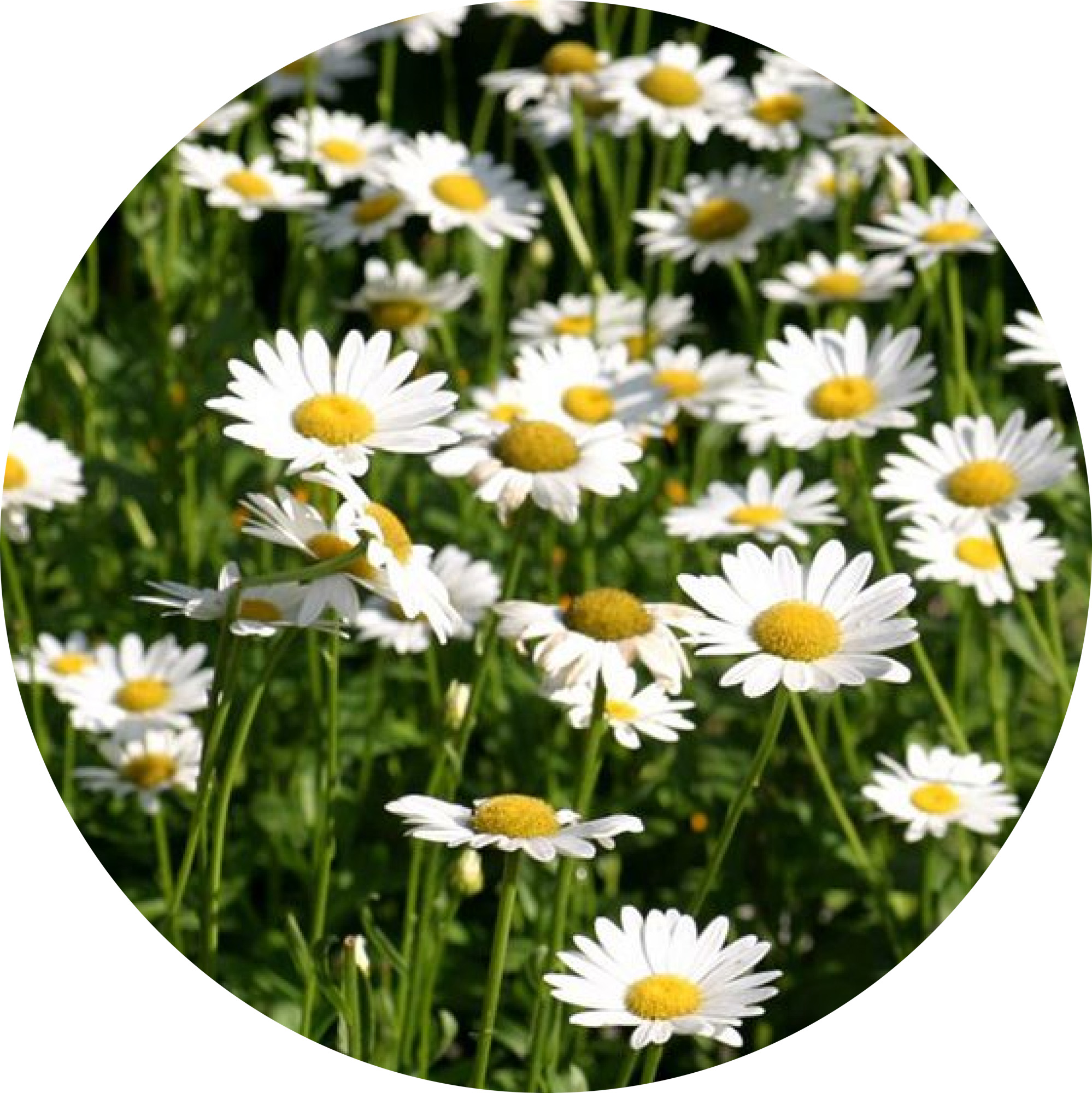 Visitor Center - Powell Gardens