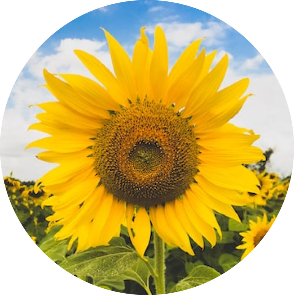 Powell Gardens | Enjoy the Spirit of the Midwest in Kansas City