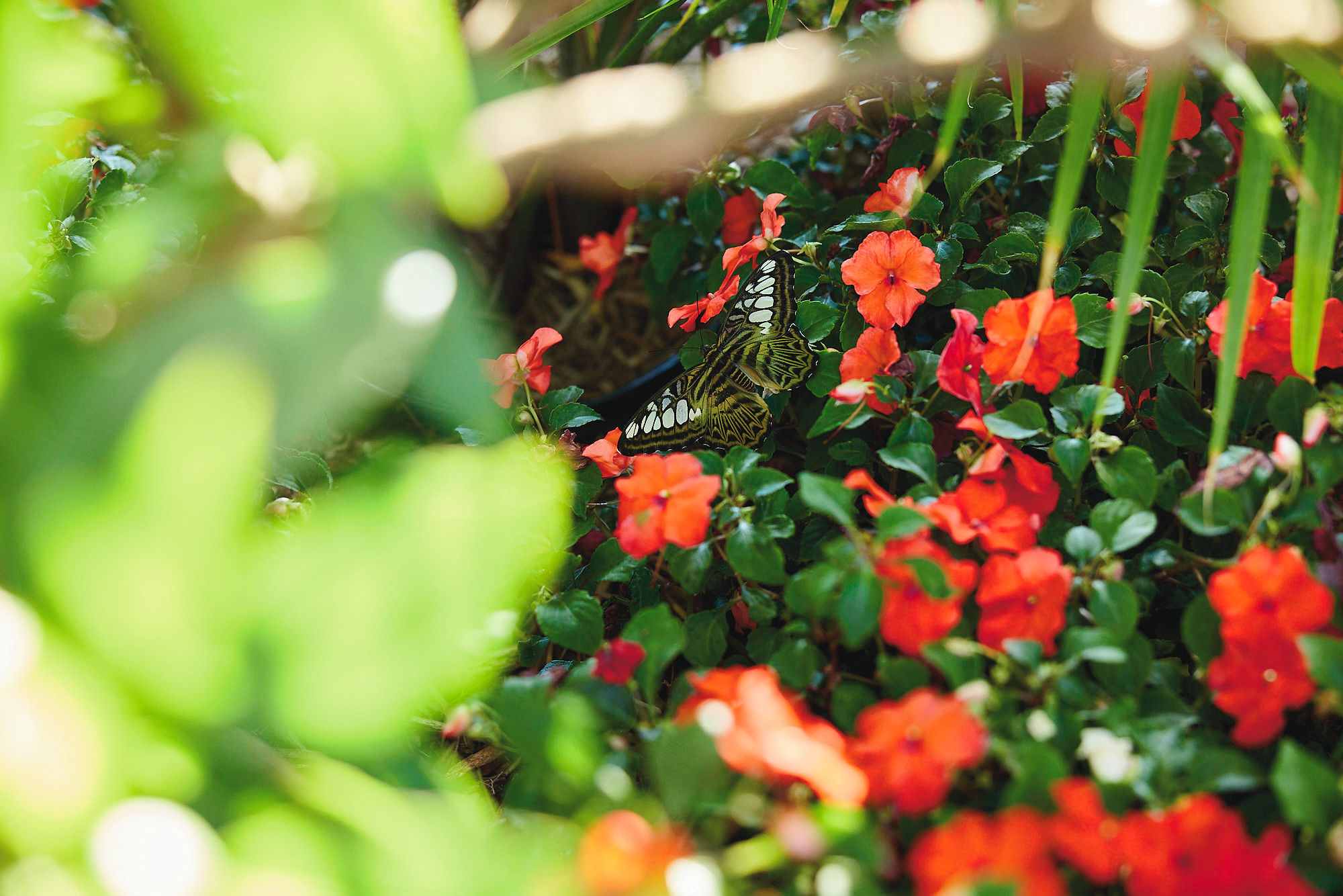 Festivals - Powell Gardens