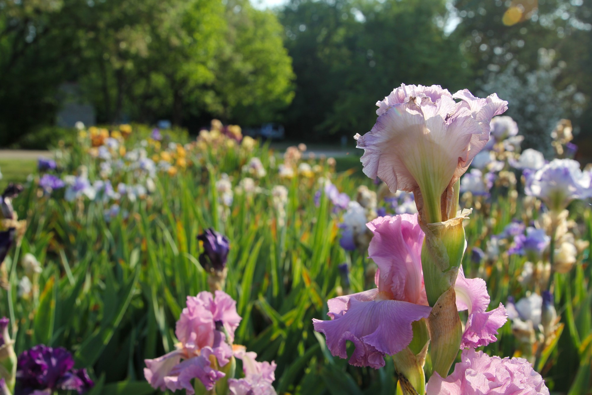 Discover the Midwest Landscape at Powell Gardens - Powell Gardens