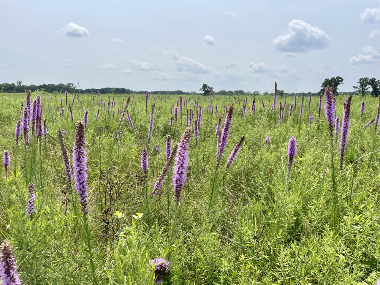 Conserving the Midwest Spirit of Place - Powell Gardens
