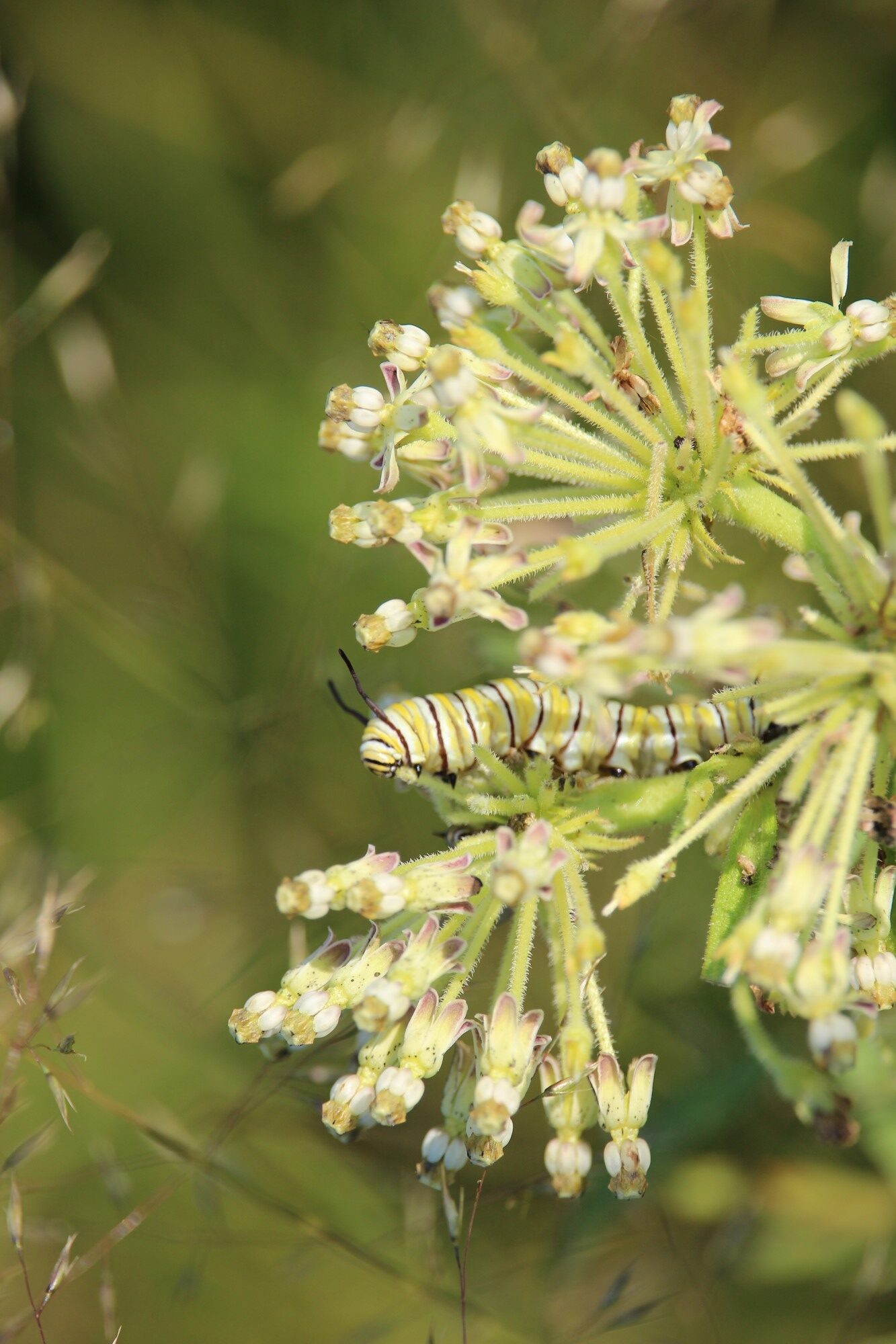 Conservation Insights: Overwintering Insects - Powell Gardens