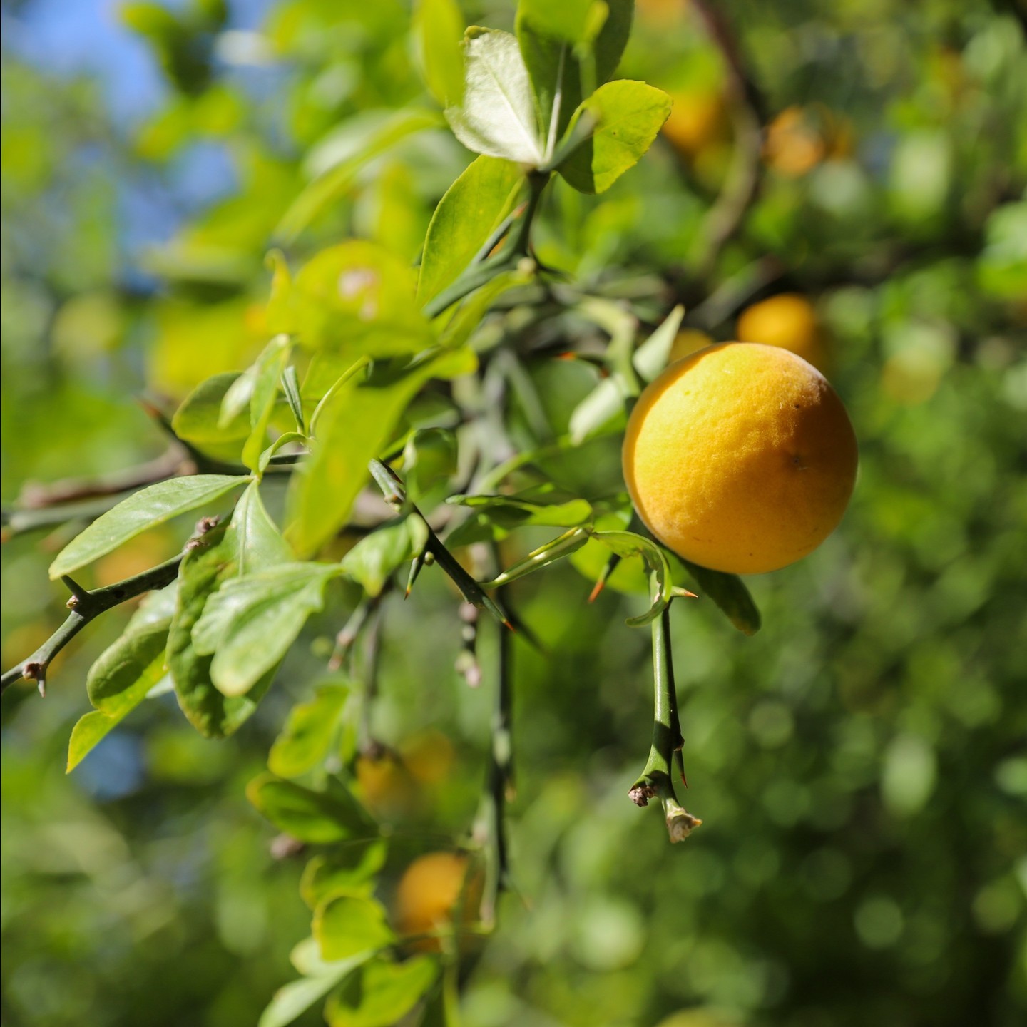 Poncirus trifoliata - Powell Gardens
