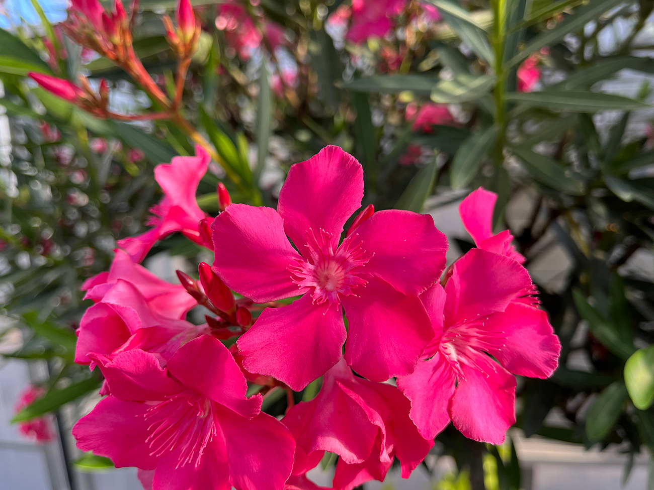 Nerium oleander - Powell Gardens