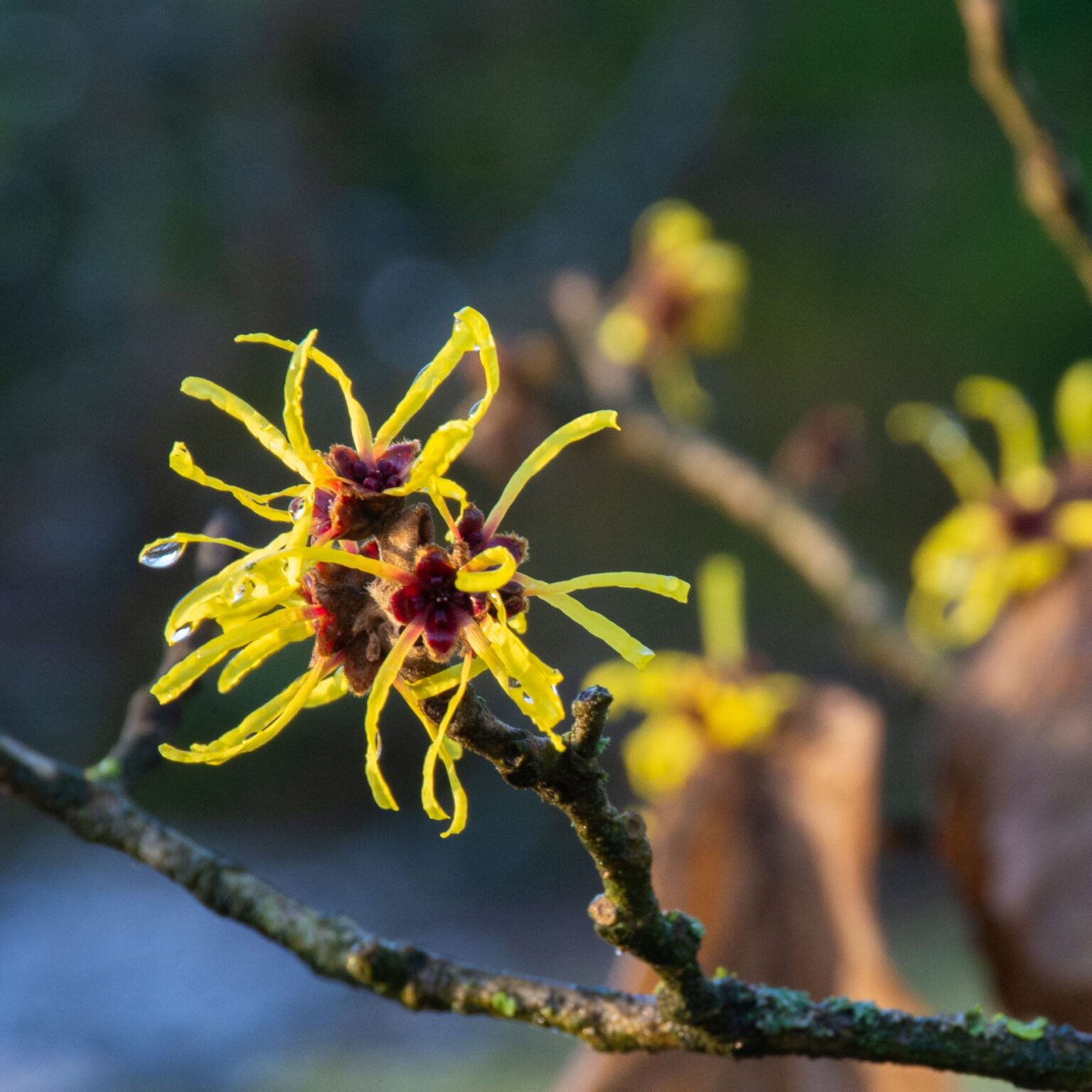 Hamamelis vernalis - Powell Gardens