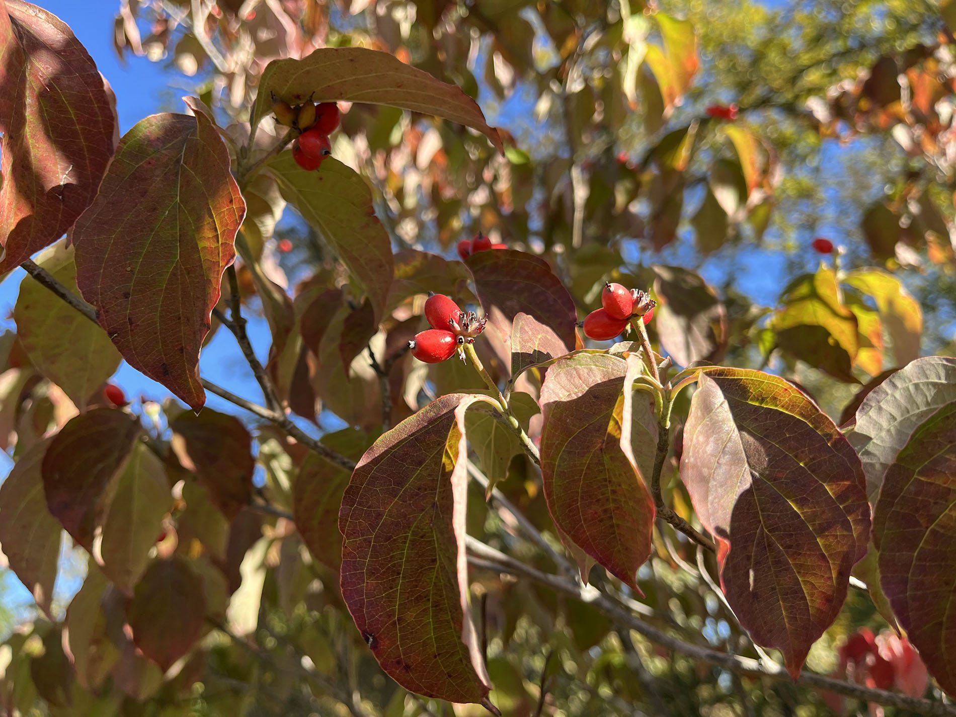 Cornus florida 'Grovflor' (Spring Grove™) - Powell Gardens