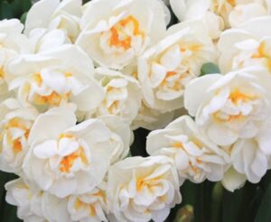Daffodils Demystified: A Guide to Daffodil Divisions - Powell Gardens