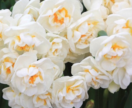 Daffodils Demystified: A Guide to Daffodil Divisions - Powell Gardens
