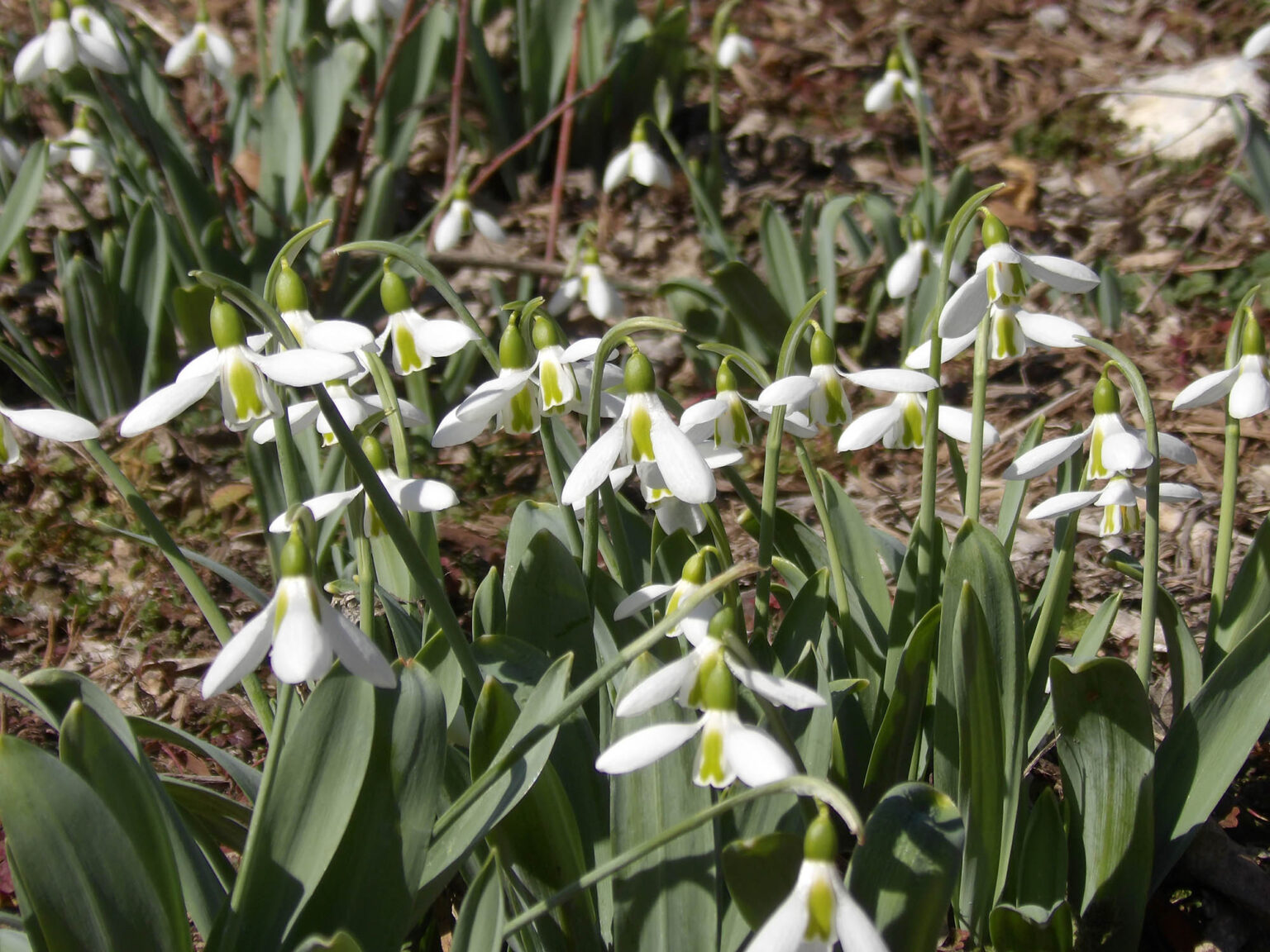 Galanthus elwesii - Powell Gardens