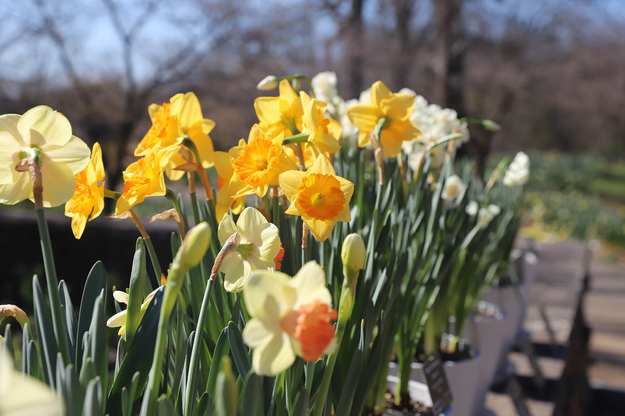 Powell Gardens | Enjoy the Spirit of the Midwest in Kansas City