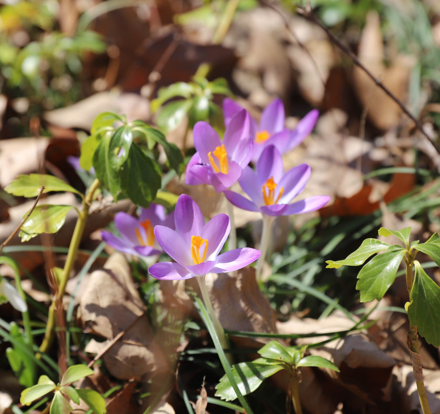 Crocus - Powell Gardens