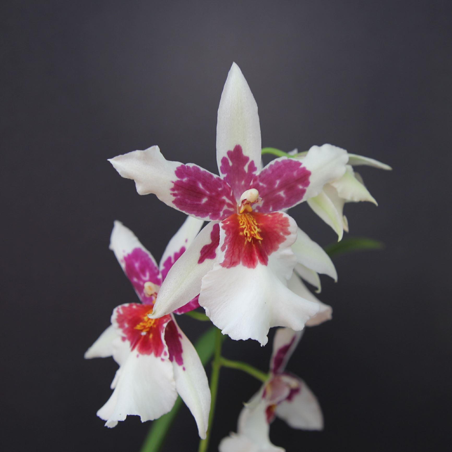 Schunkeara Big Shot 'Hilo Sparkle' - Powell Gardens