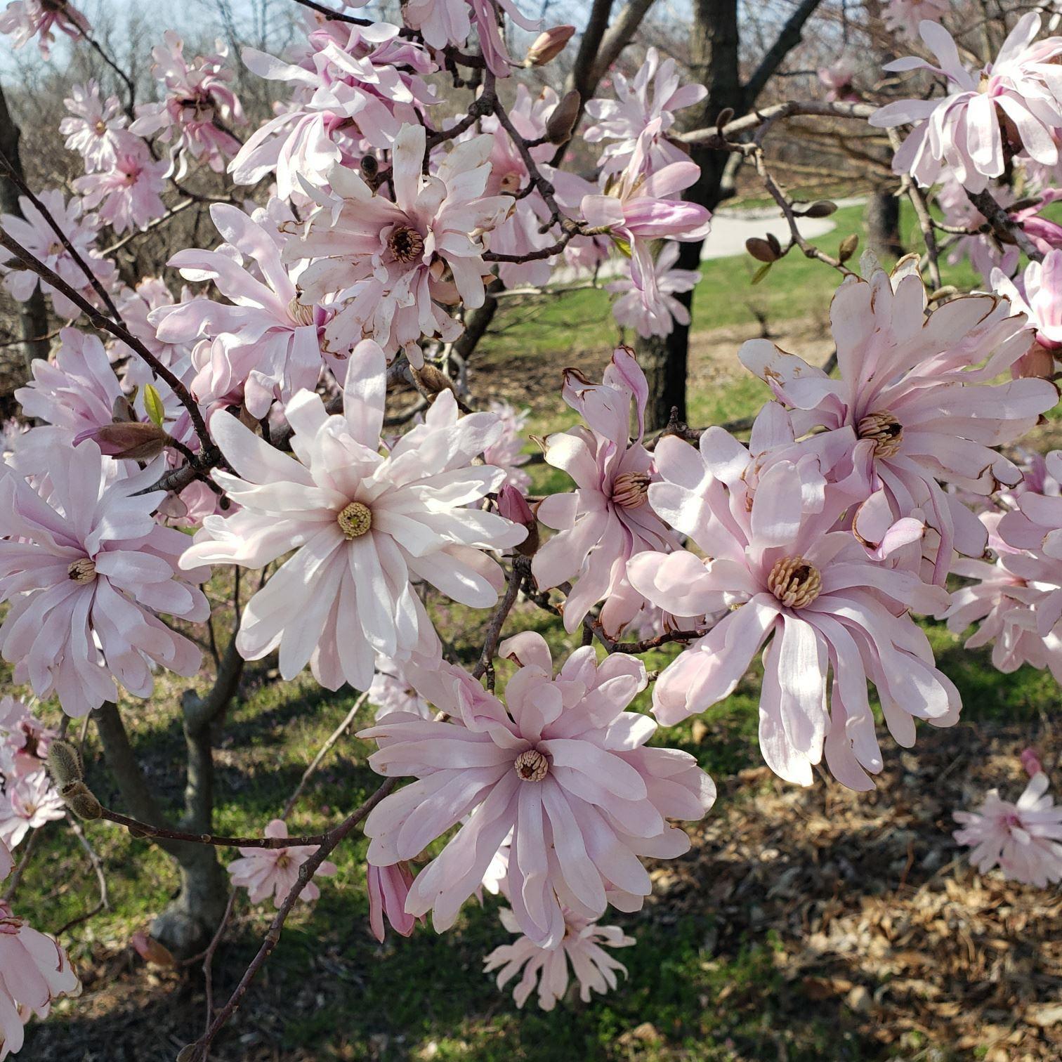 Magnolia stellata 'Rosea' - Powell Gardens