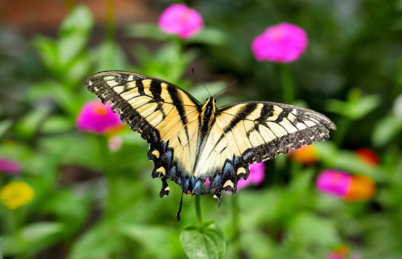 Discovering Missouri's Native Butterflies at Powell Gardens - Powell ...