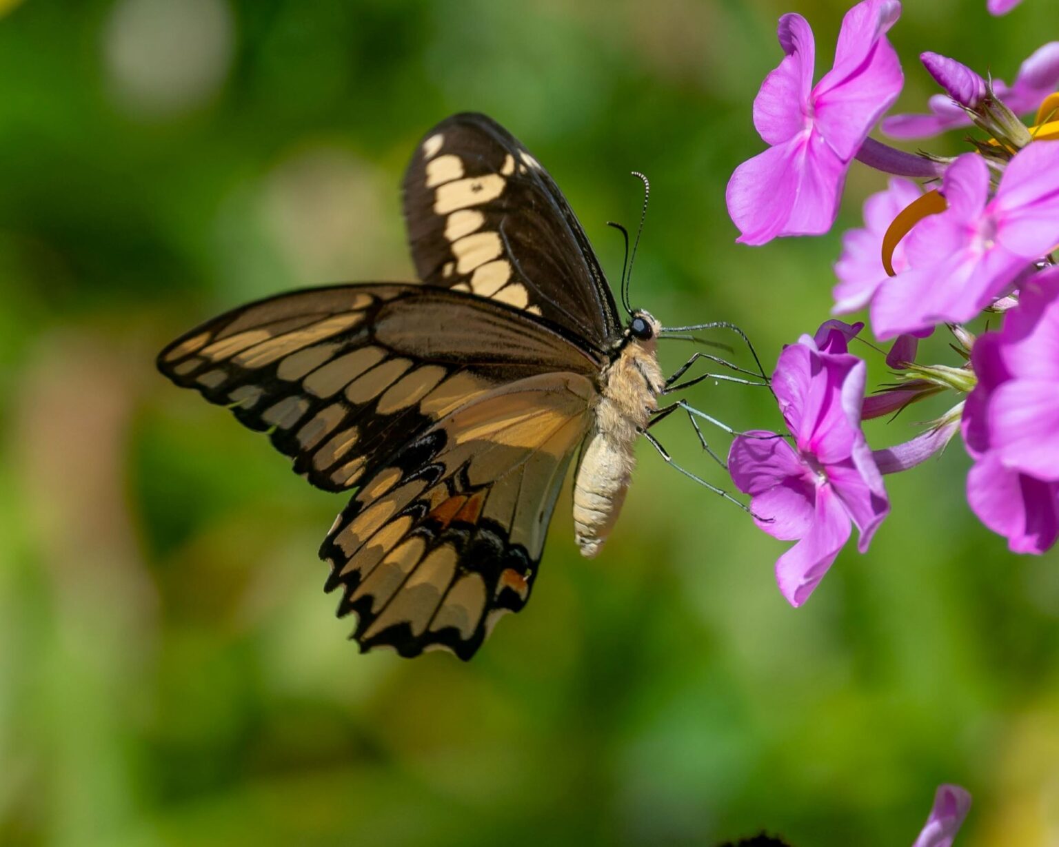 Discovering Missouri's Native Butterflies at Powell Gardens - Powell ...