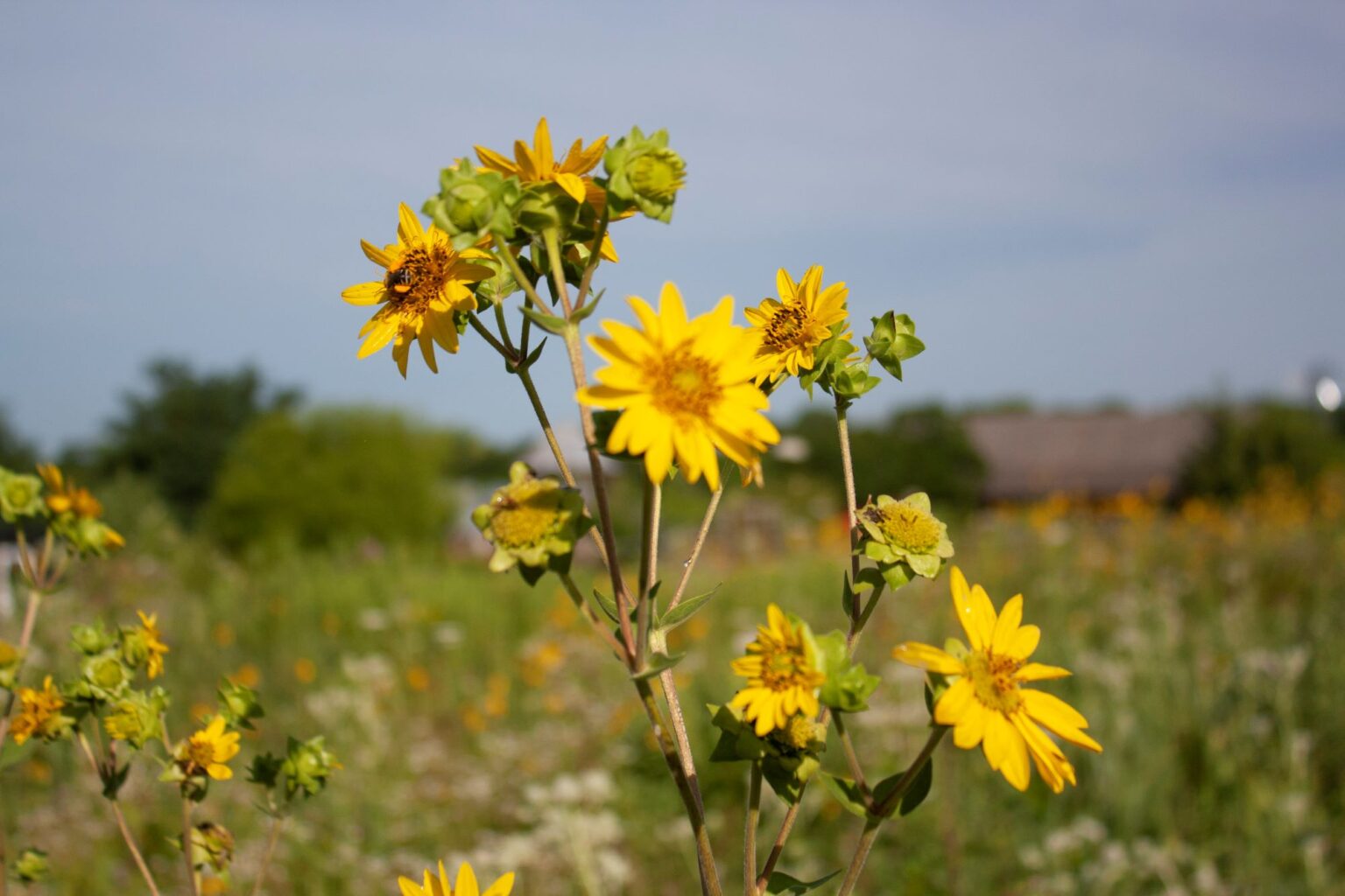 Discover the Beauty of Missouri's Native Wildflowers at Powell Gardens ...