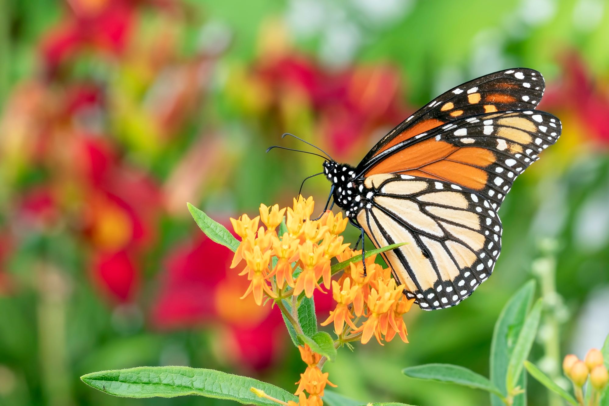 Discovering Missouri's Native Butterflies at Powell Gardens - Powell ...