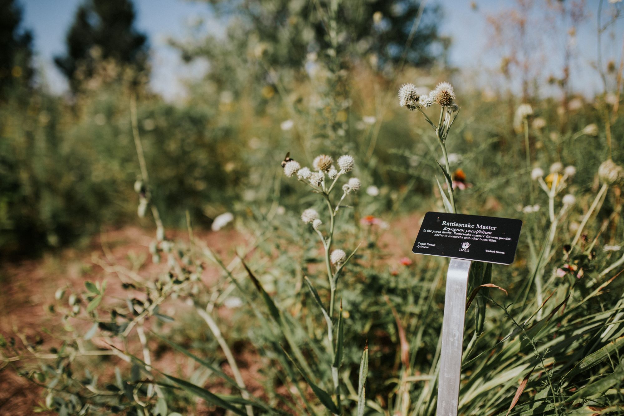 Discover the Beauty of Missouri's Native Wildflowers at Powell Gardens ...