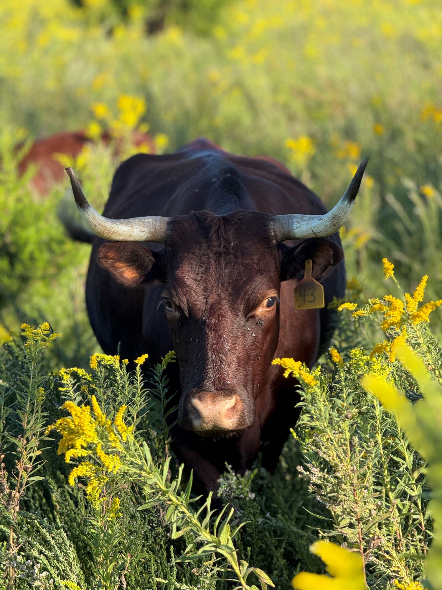 Powell Gardens Announces Midwest Center for Regenerative Agriculture - Powell Gardens