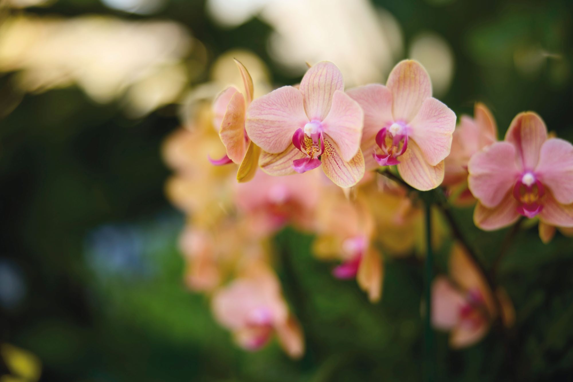 Spring Ephemeral Guide - Powell Gardens