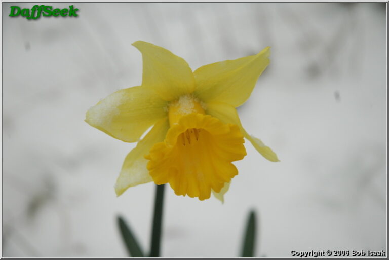 Plant Profile: Daffodils - Powell Gardens