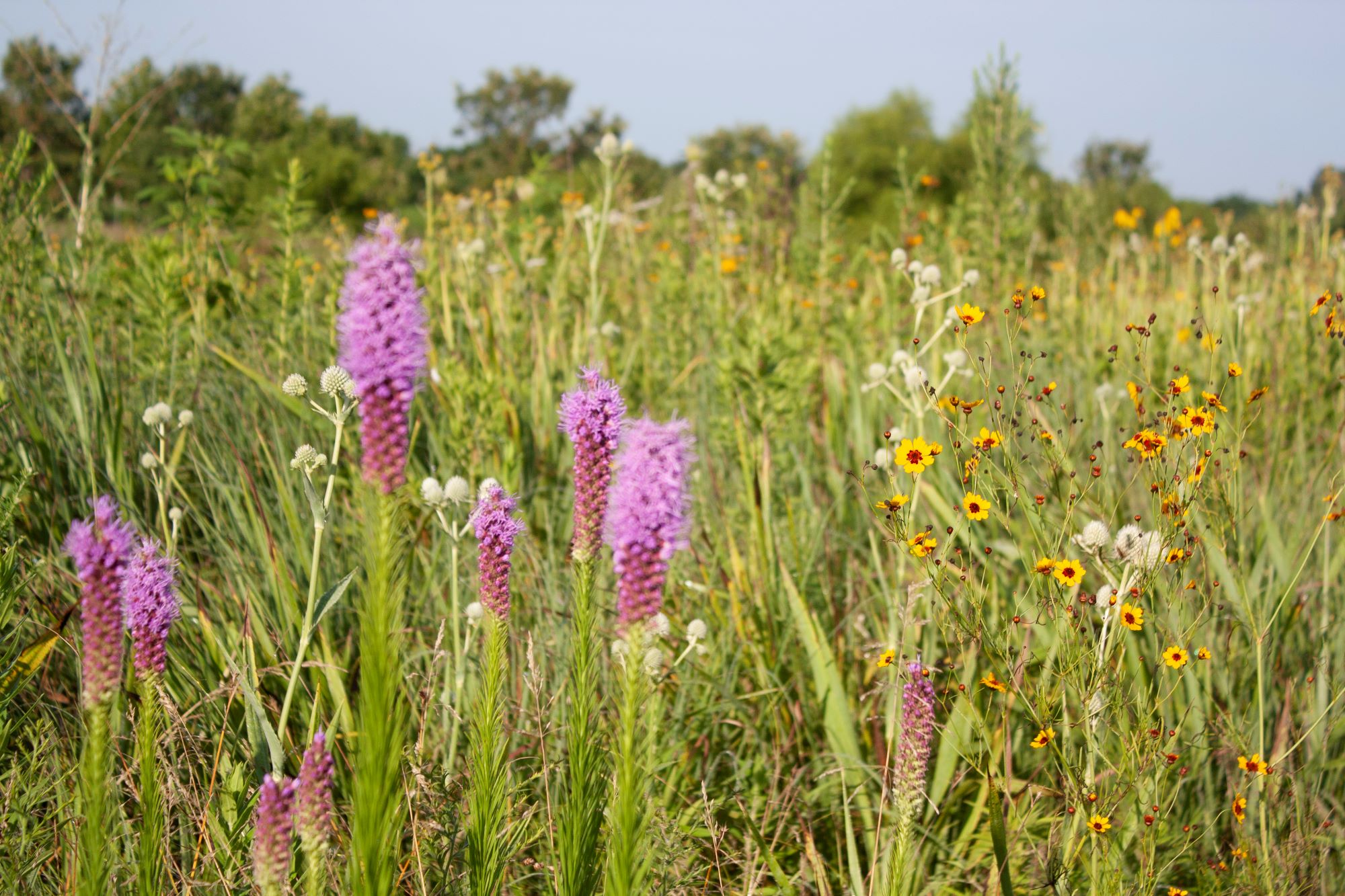 Spring Ephemeral Guide - Powell Gardens