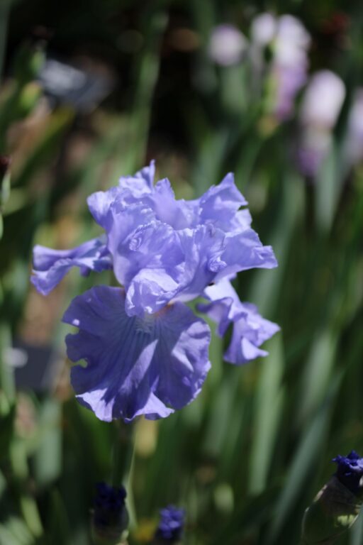 Plant Profile: Iris - Powell Gardens