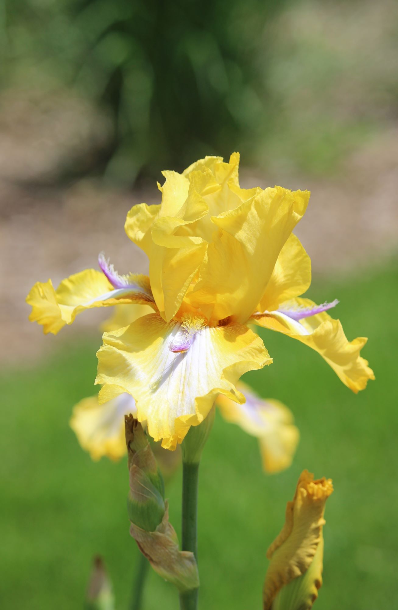 Plant Profile: Iris - Powell Gardens