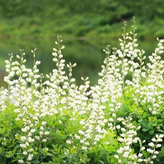 Plants Archive - Powell Gardens